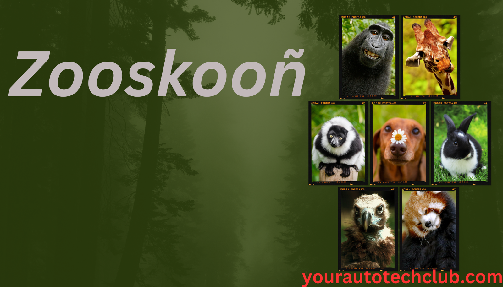Discover Zooskooñ: A Fresh Approach to Wildlife Connection ...