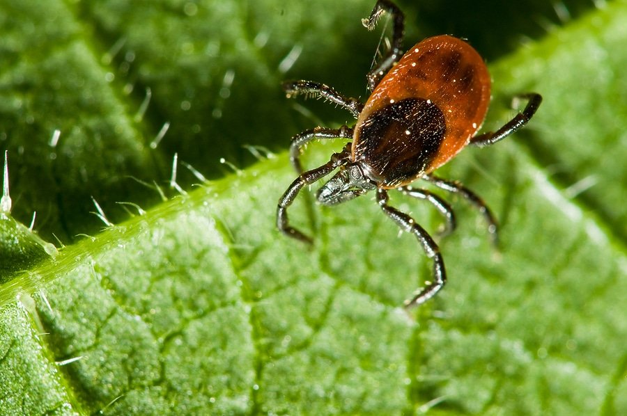How to Protect Your Yard from Ticks and Mosquitoes: Practical Tips for ...