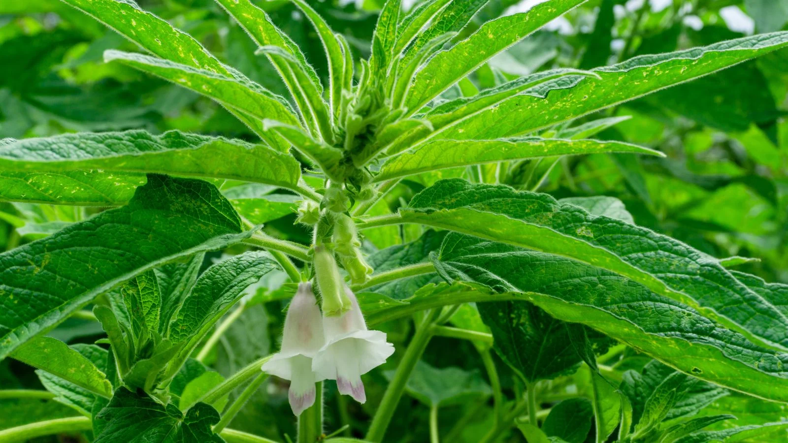 The Sesame Plant: Origins, Growth, and Culinary Uses - Its Released