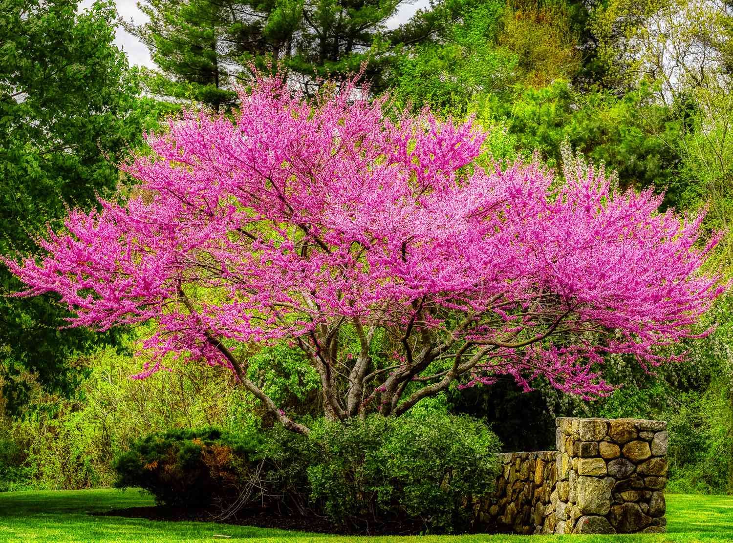 5 Fast-Growing Trees for Quick Shade - Its Released